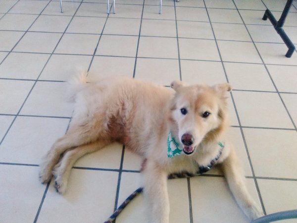 Nanuk Dog – Israel Andalón