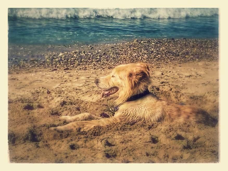 Nanuk Dog – Israel Andalón